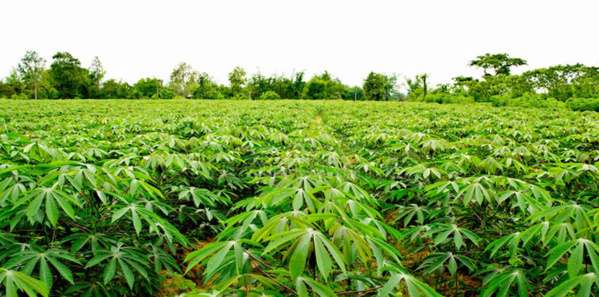 Kakumiro District Local Government – Kakumiro